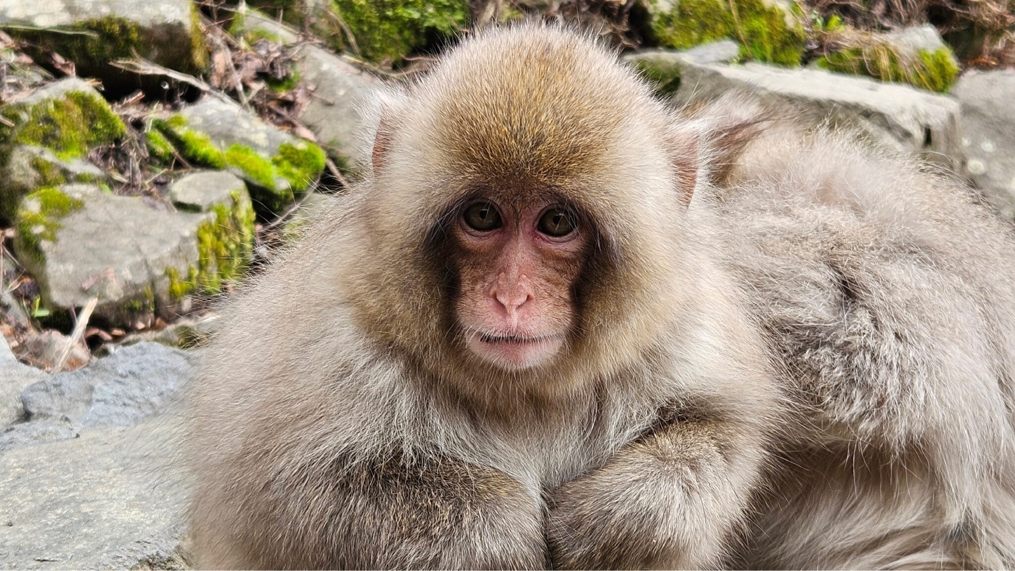 The Ultimate Nagano Winter Guide: Snow Monkeys, Ancient Temples ...