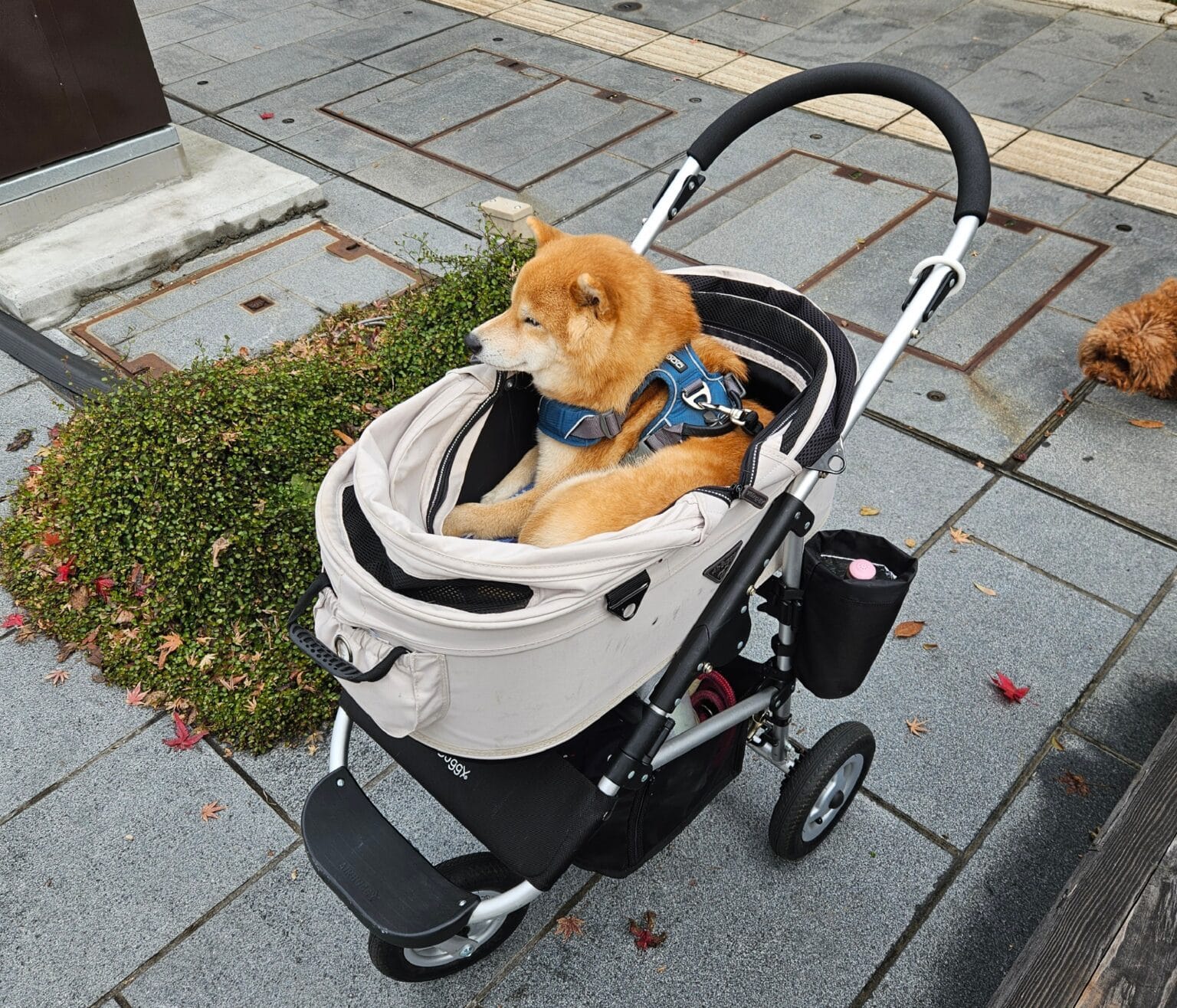 Why Japanese Use Dog Strollers: Trend of Dog Strollers Japan